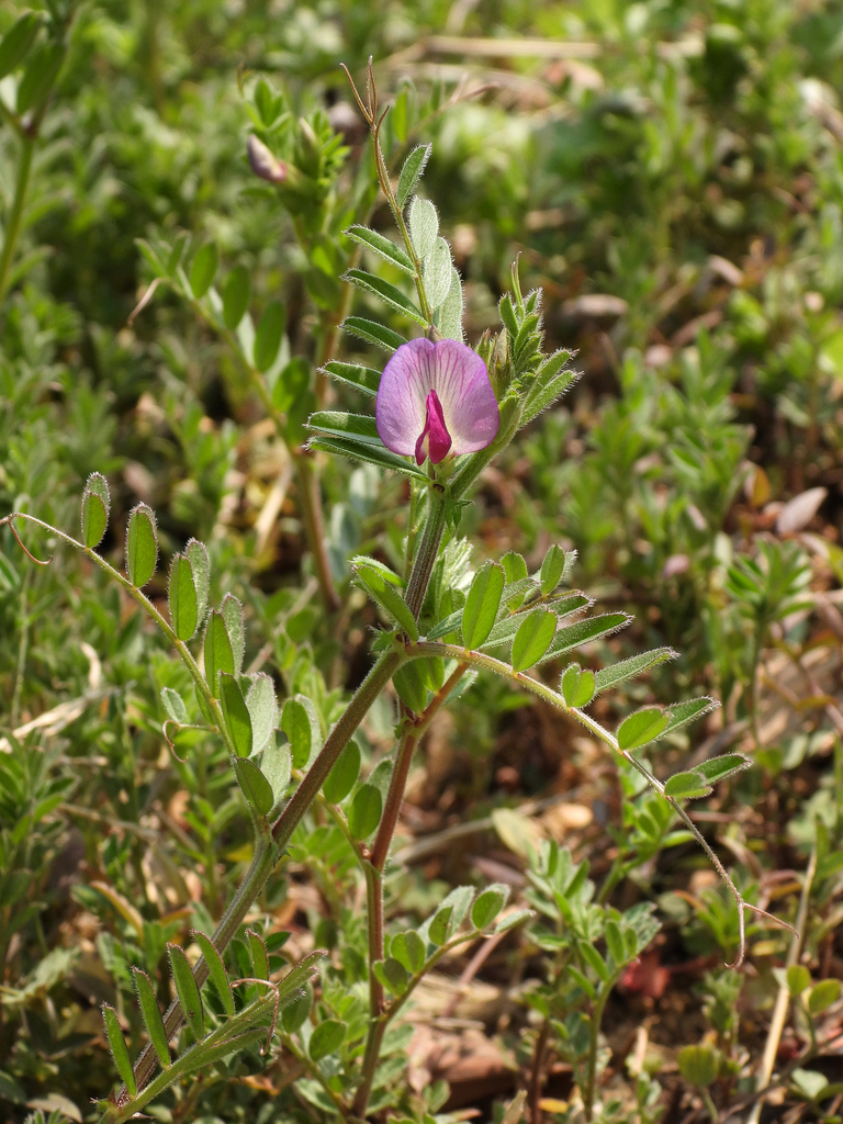 Common Vetch (Floral Diversity of Burgess Falls State Park) · iNaturalist