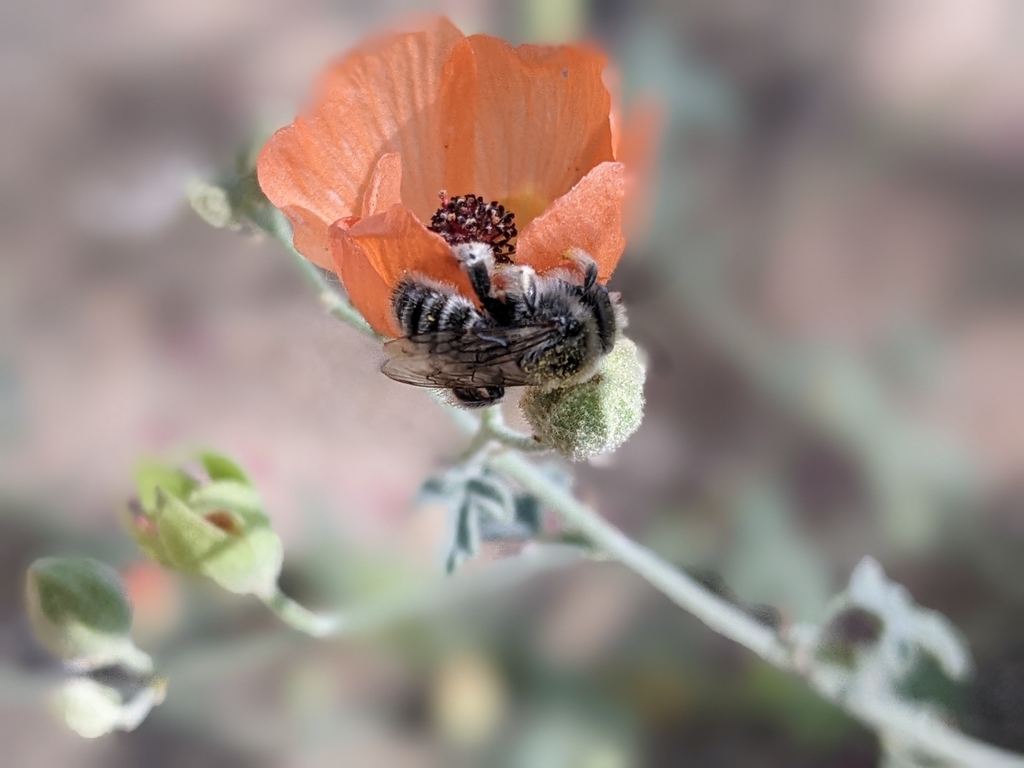 Globemallow chimney bees from Wickenburg, AZ 85390, USA on April 10 ...