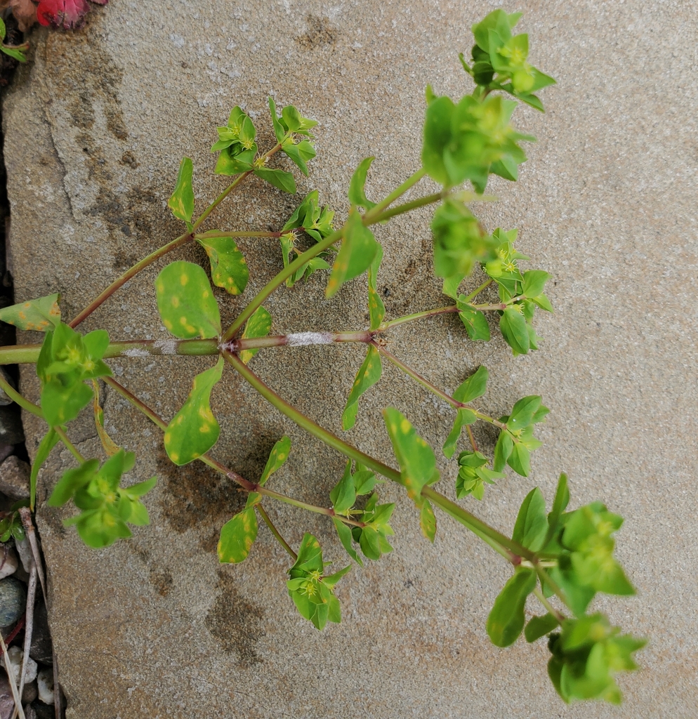 Petty Spurge from Monterey County, CA, USA on March 19, 2022 at 12:23 ...