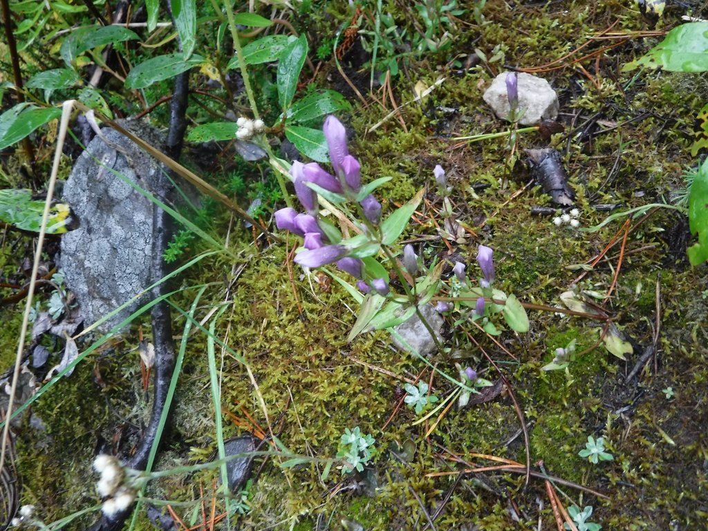 Fourpart Dwarf Gentian from Improvement District No. 12, AB T0E, Canada ...