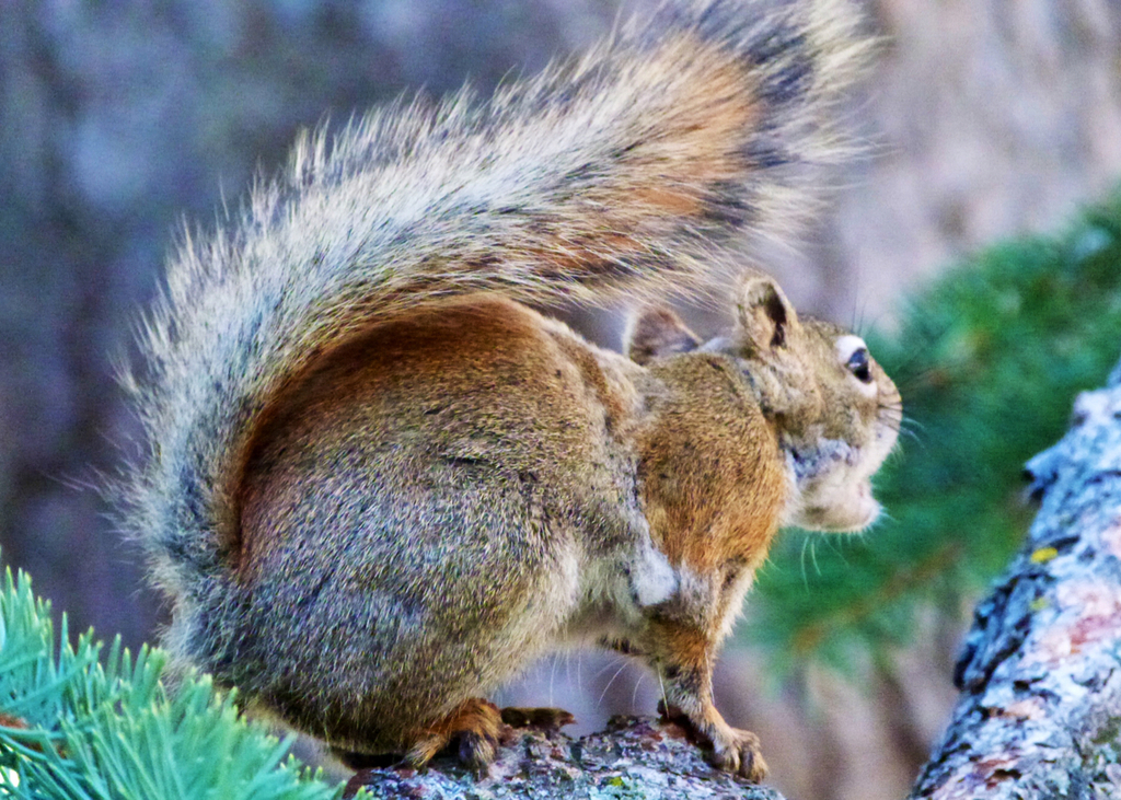 American Red Squirrel from University Of Alberta, Edmonton, AB, CA on ...