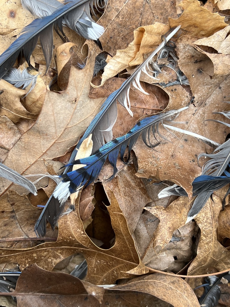 Blue Jay from Blockhouse Point Conservation Park & Trails, Potomac, MD ...
