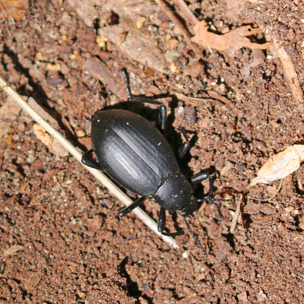 Eleodes subnitens from Santa Cruz County, AZ, USA on April 7, 2022 at ...
