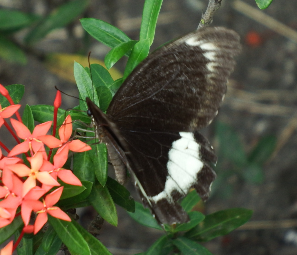 Fuscous Swallowtail in December 2020 by Orion Lawrence · iNaturalist