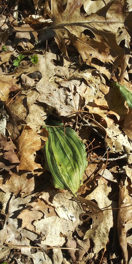 putty root in April 2022 by jim · iNaturalist
