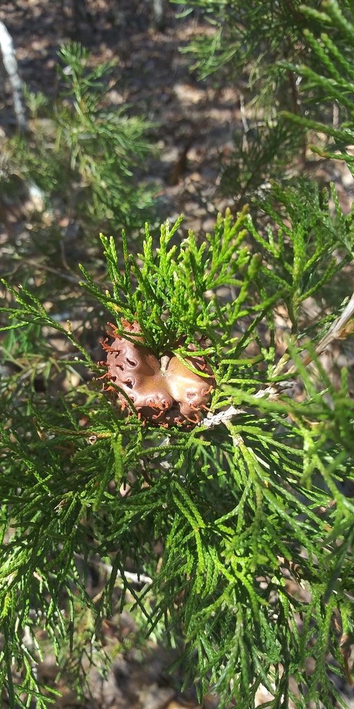 juniper-apple rust in April 2022 by jim · iNaturalist