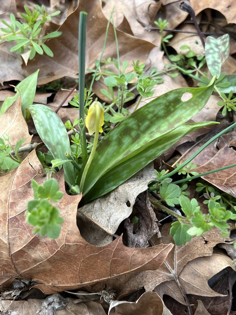 yellow trout lily from Blockhouse Point Conservation Park & Trails ...