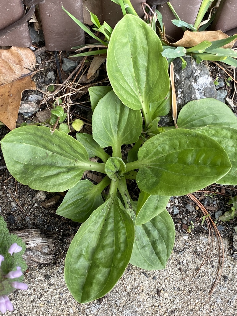 plantains from Queen Anne Rd, Teaneck, NJ, US on April 10, 2022 at 03: ...
