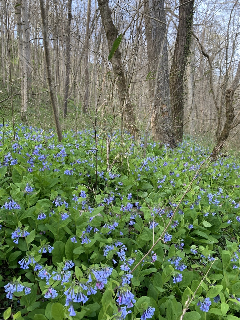 Virginia bluebells from Harrods Creek Park, Prospect, KY, US on April ...