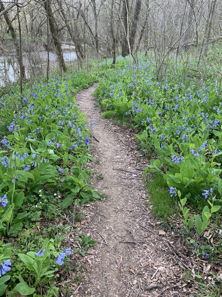 Virginia bluebells from Harrods Creek Park, Prospect, KY, US on April ...