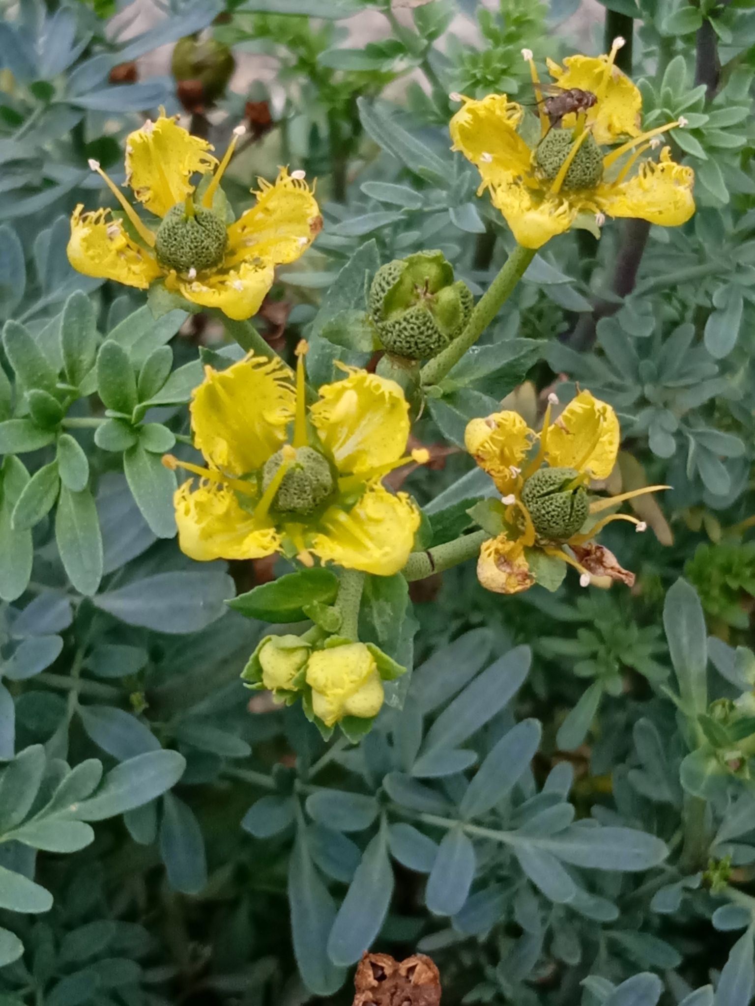 Ruta graveolens L.