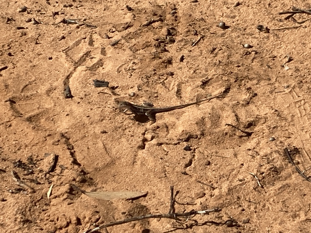 Mallee Dragon from Hattah - Kulkyne National Park, Hattah, VIC, AU on ...