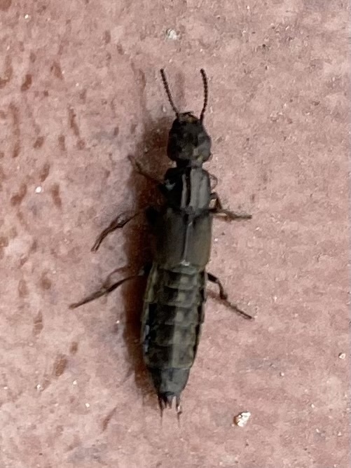 Cafius from MX on April 10, 2022 at 06:36 PM by cpg96 · iNaturalist