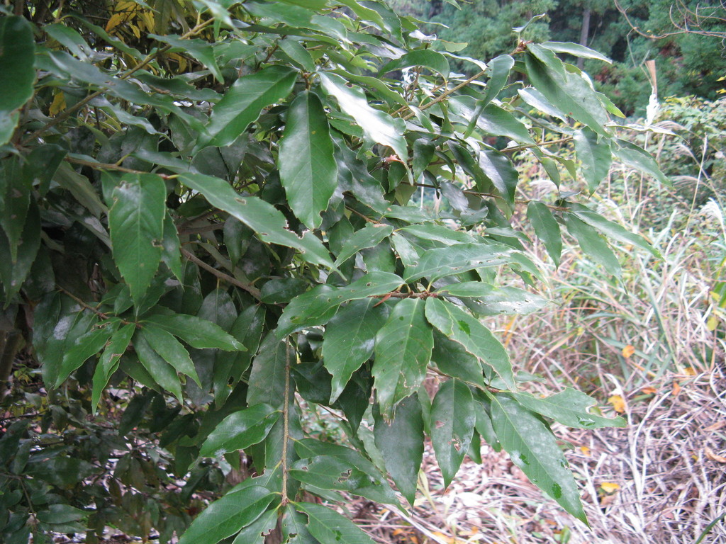 Japanese willowleaf oak (Quercus salicina) - Botanical Realm