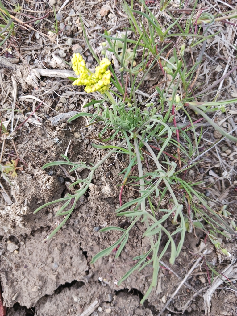 Wyeth Biscuitroot from Baker County, US-OR, US on April 10, 2022 at 11: ...