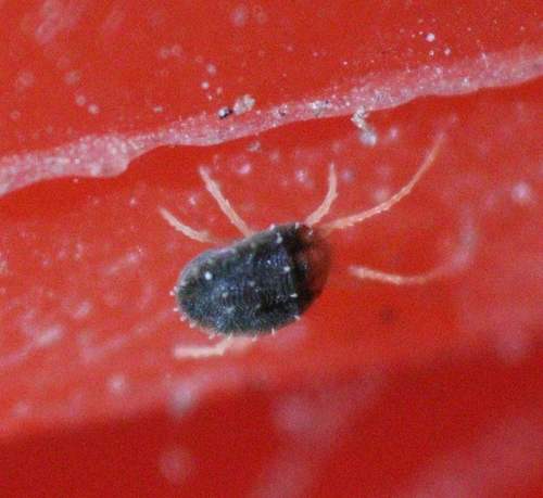 Brown Wheat Mite (Petrobia latens)