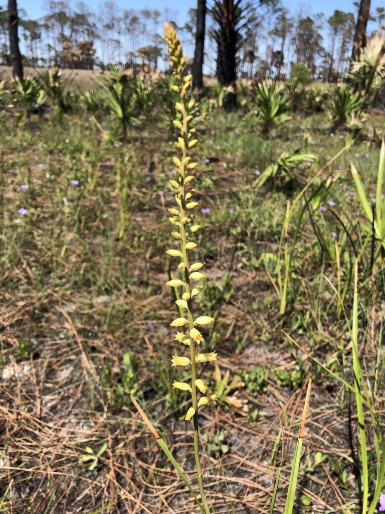 Yellow Colicroot from Punta Gorda, FL, US on April 10, 2022 at 03:30 PM ...