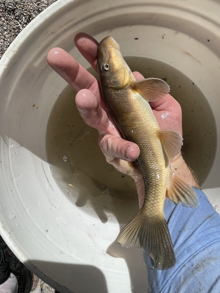 Sonora Sucker from Aravaipa Canyon Wilderness, Winkelman, AZ, US on ...