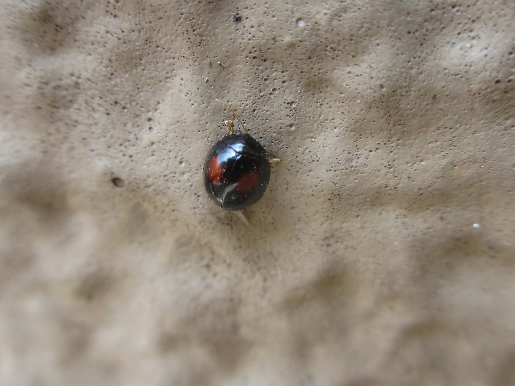Olive Flea Beetles from 日本、〒140-0003 東京都品川区八潮 on April 11, 2022 by i164 ...