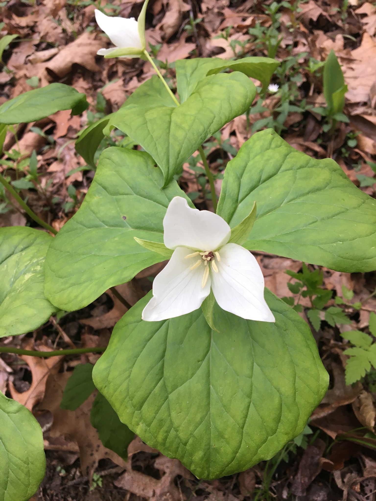 Trillium simile Gleason