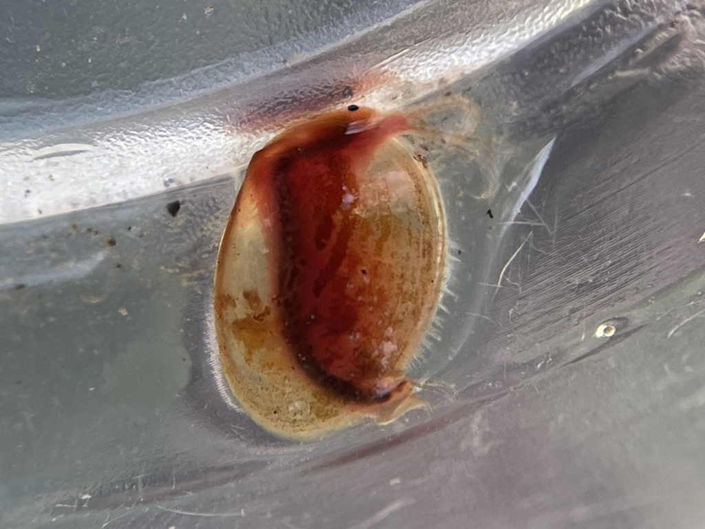 California Clam Shrimp from Mount Diablo State Park, Clayton, CA, US on ...