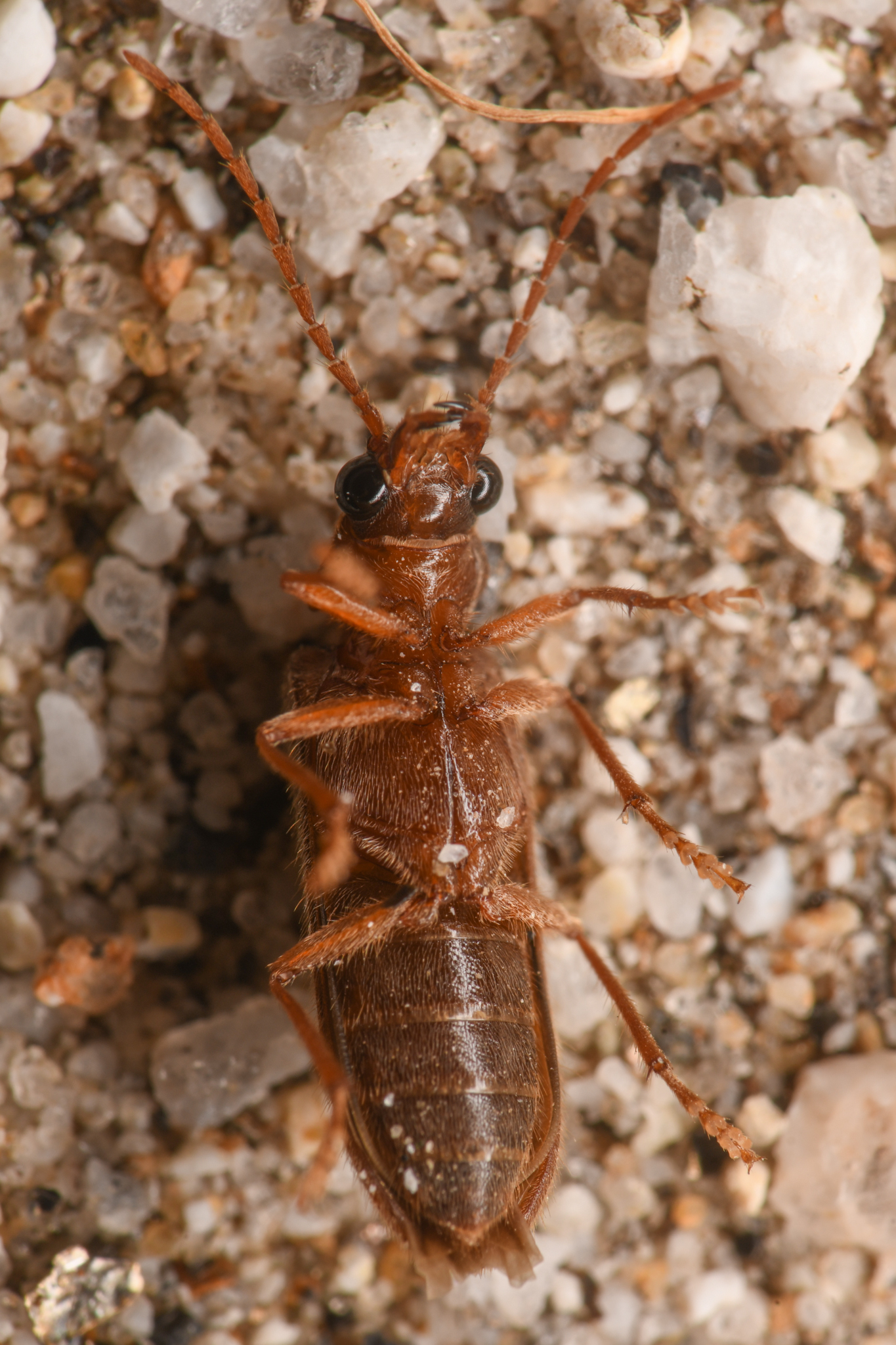Dascillidae