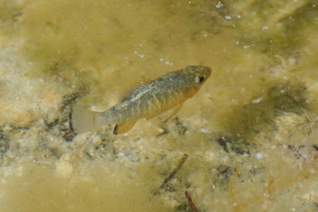 Sheepshead Minnow from Florida Keys Wildlife and Environmental Area ...