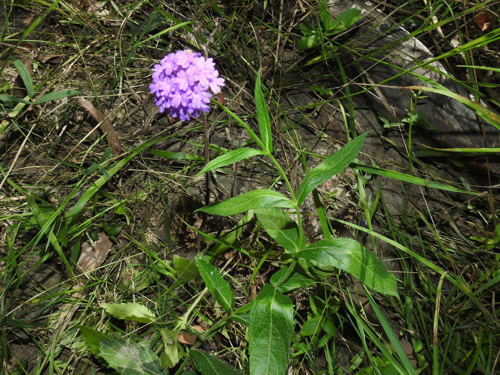 Slender Vervain from Bauple Forest QLD 4650, Australia on April 11 ...