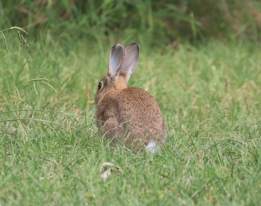 European Rabbit from Canberra Central, ACT, Australia on April 11, 2022 ...
