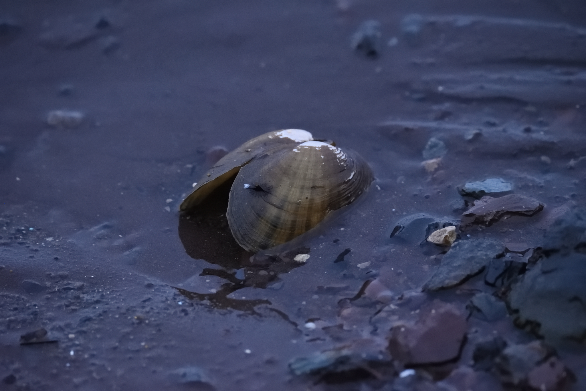 Lampsilis radiata (Gmelin, 1791)