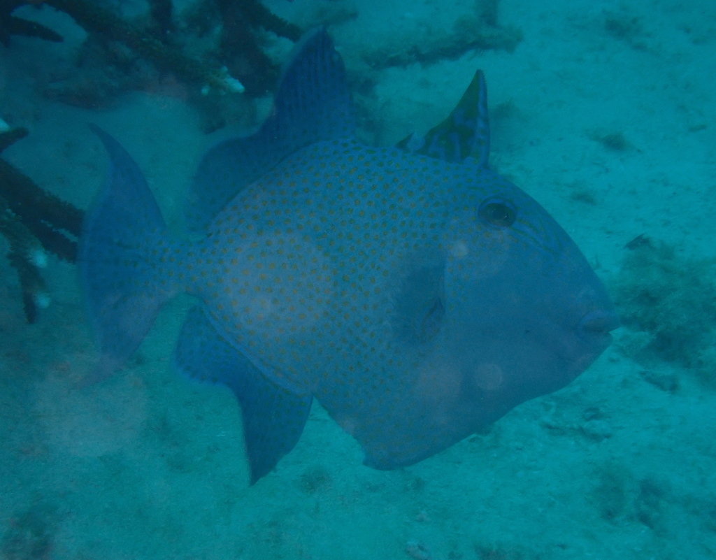 Blue Triggerfish from Heron Island, Queensland 4805, Australia on April ...