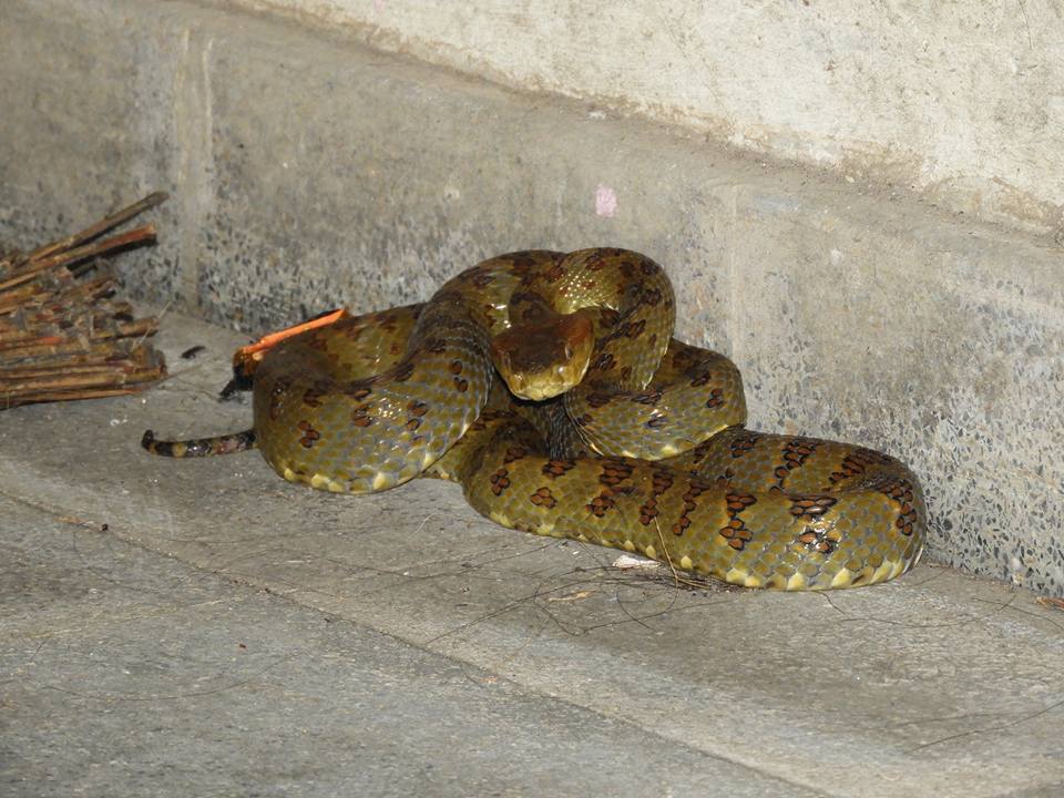 Protobothrops himalayanus from 3H57+954, Chhukha, Bhutan on September ...