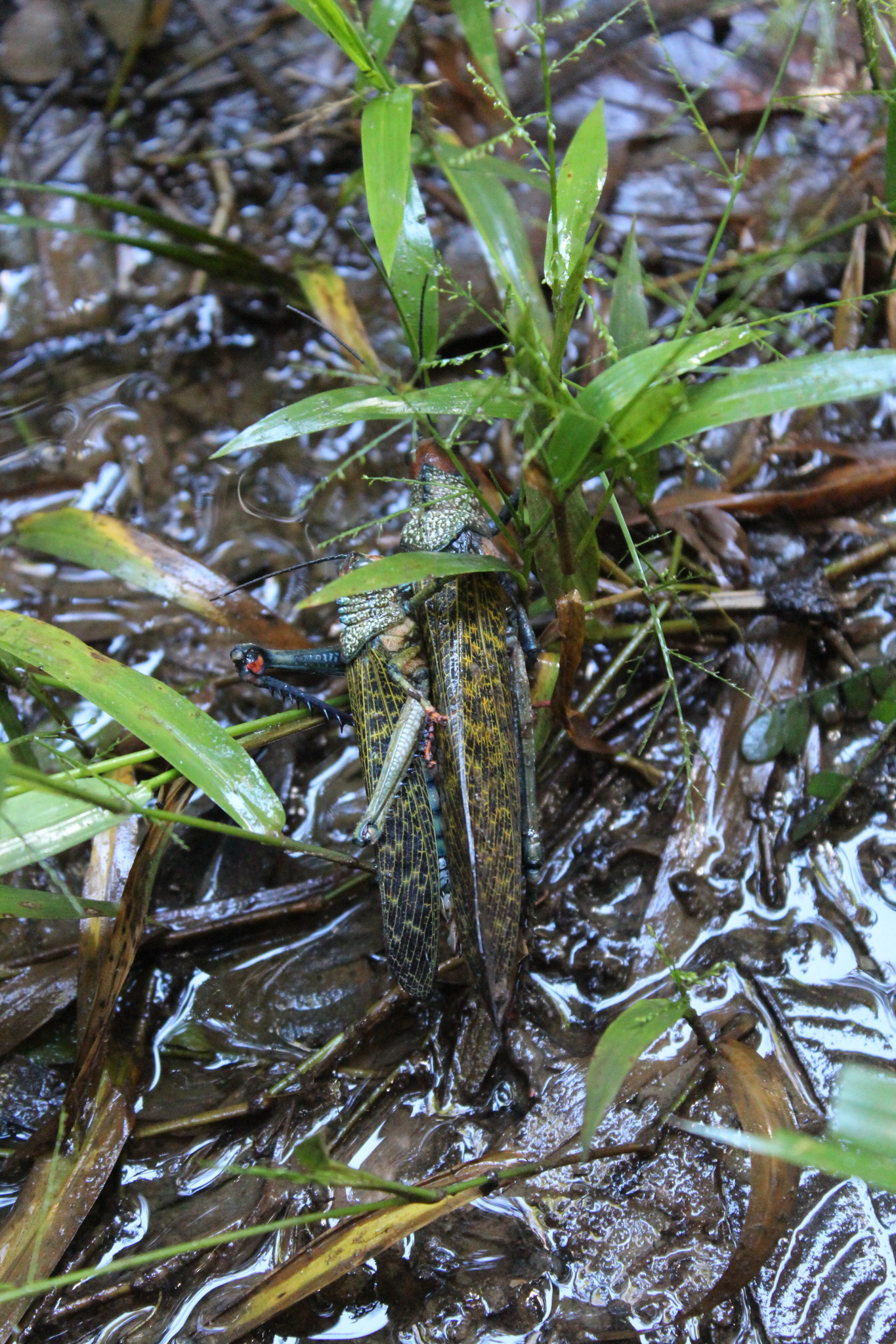 Tropidacris cristata cristata