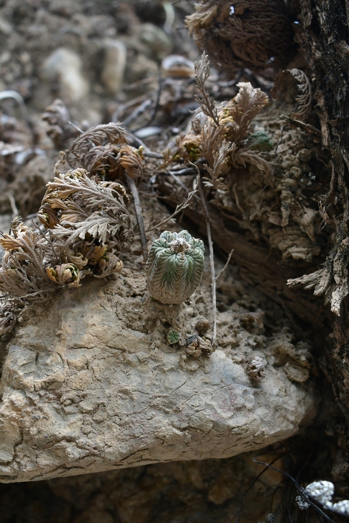 Aztekium ritteri in April 2022 by Joey Santore · iNaturalist