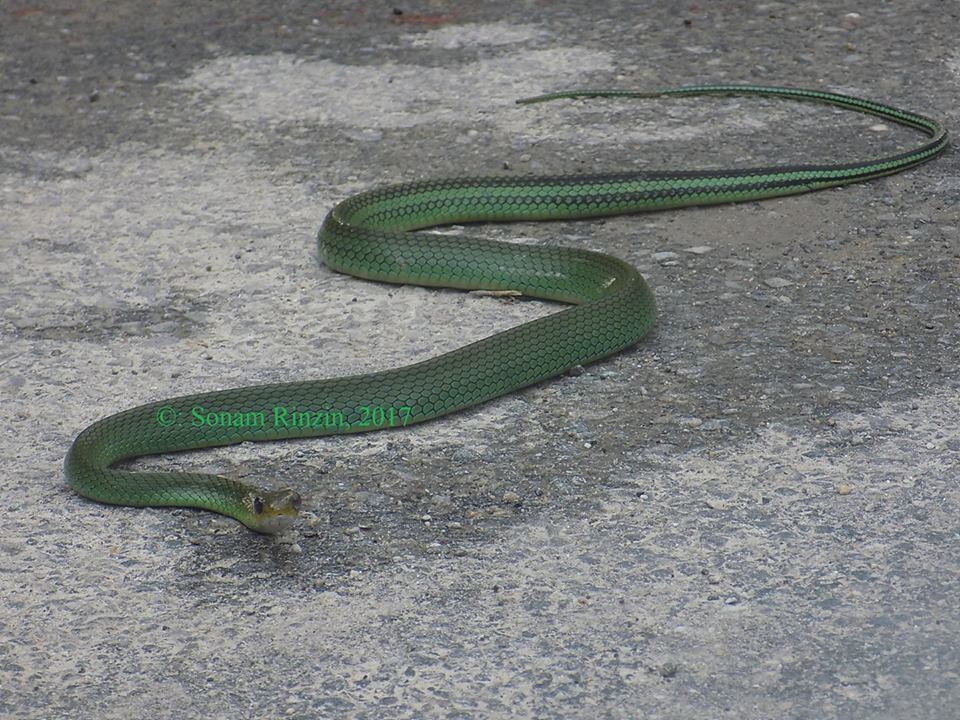 Green Rat Snake from Trongsa, Bhutan on July 6, 2017 at 11:07 AM by ...