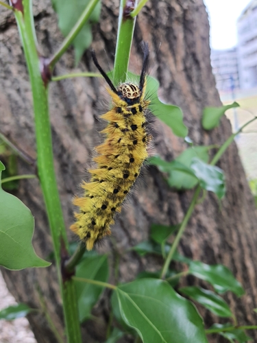 Observations by kuei-chen · iNaturalist