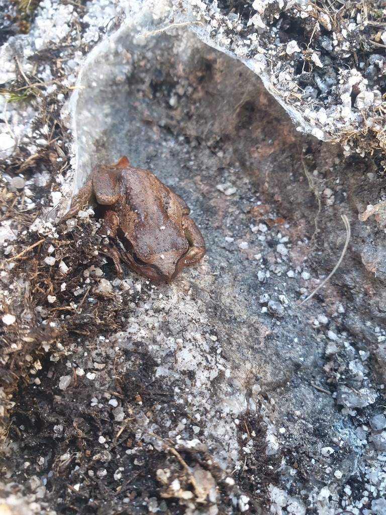 Brown Tree Frog from Lower Buller Gorge, New Zealand on April 3, 2022 ...