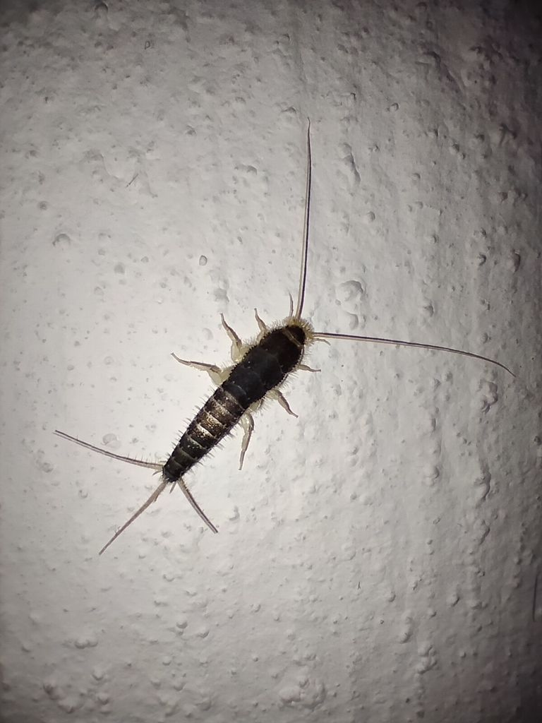 Long-tailed Silverfish in April 2022 by Abraham Alejandro Gómez Landero ...