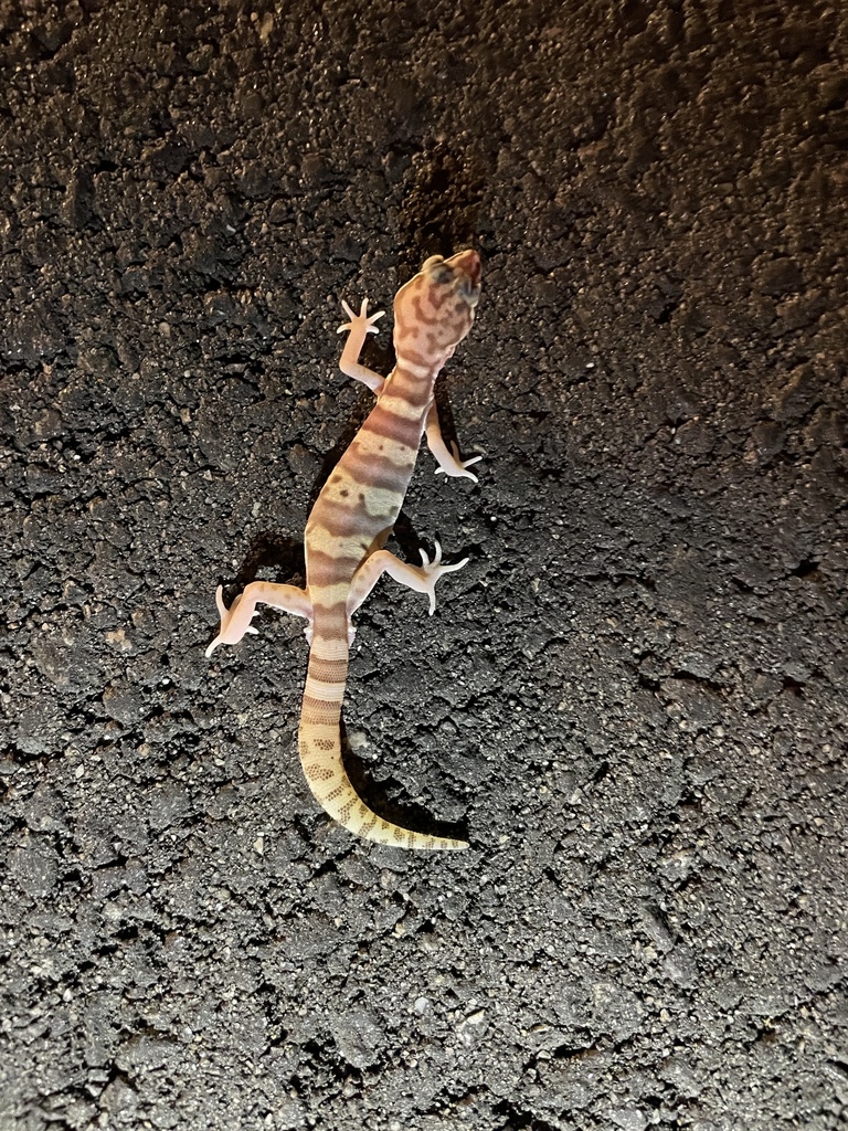 Western Banded Gecko from Santa Rosa and San Jacinto Mountains National ...
