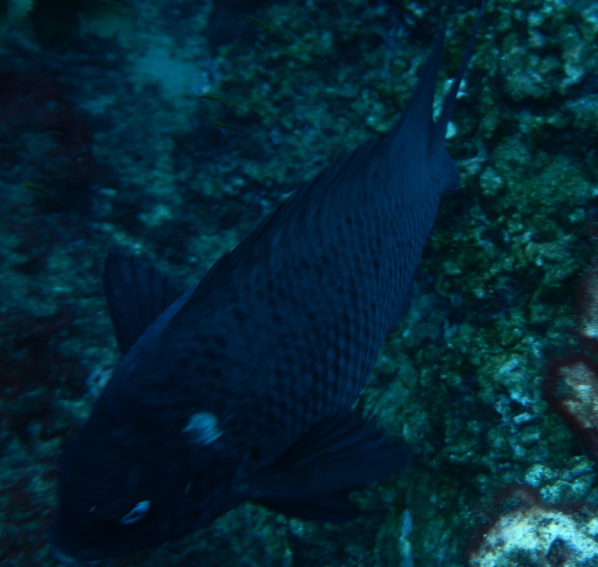 Parma alboscapularis Allen & Hoese, 1975