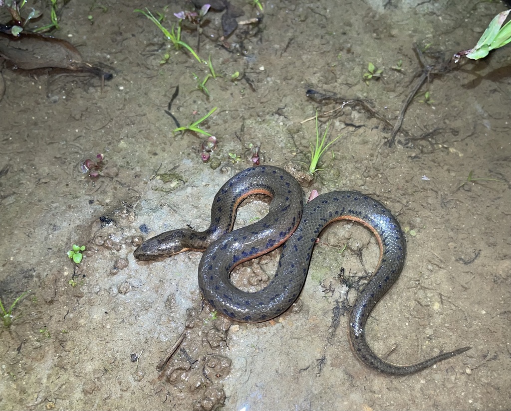 Chinese Water Snake in April 2022 by randall_f · iNaturalist