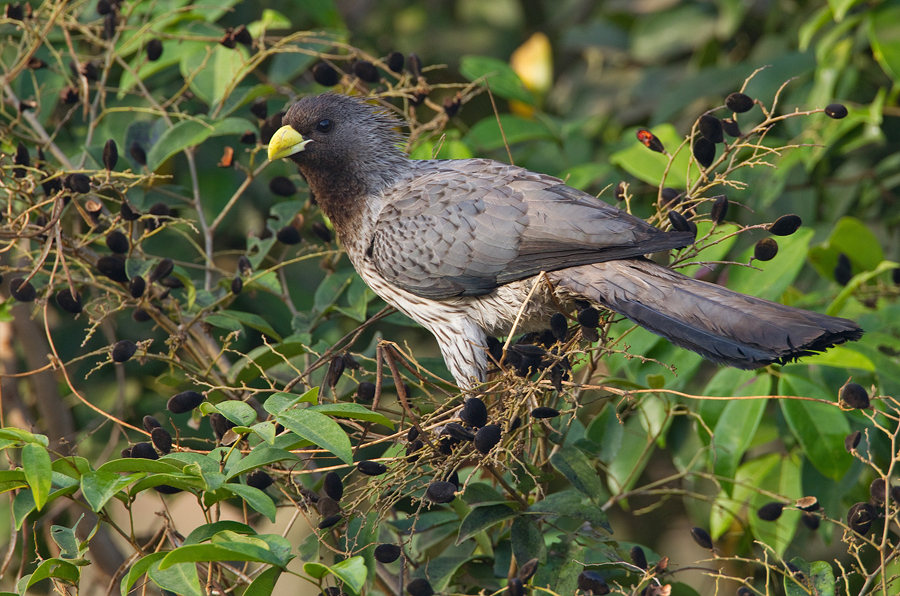 Turacos (Musophagiformes) - Avian Discovery