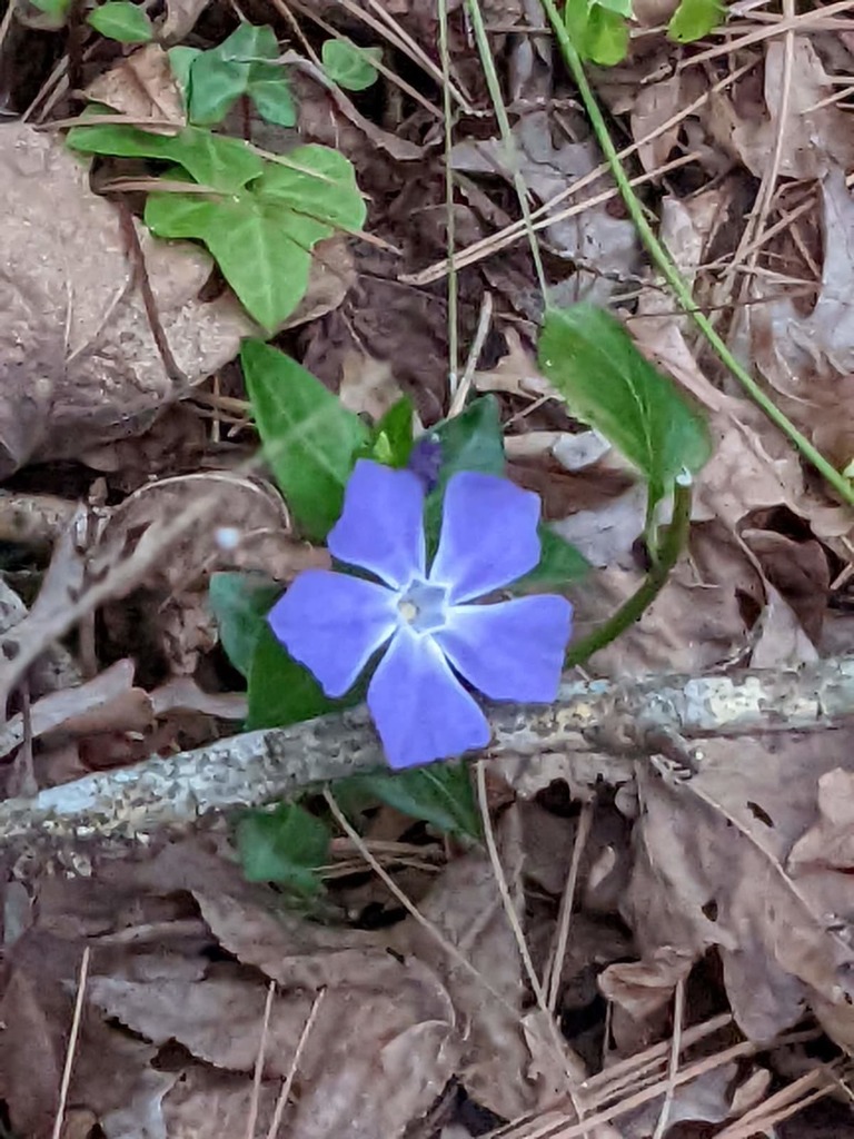 lesser periwinkle from Wake County, US-NC, US on March 4, 2022 at 09:49 ...