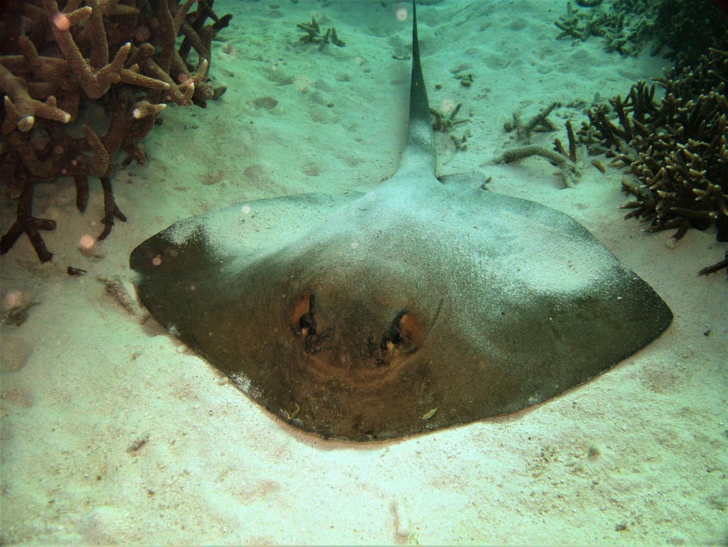 Broad Cowtail Stingray from Heron Island, Queensland 4805, Australia on ...
