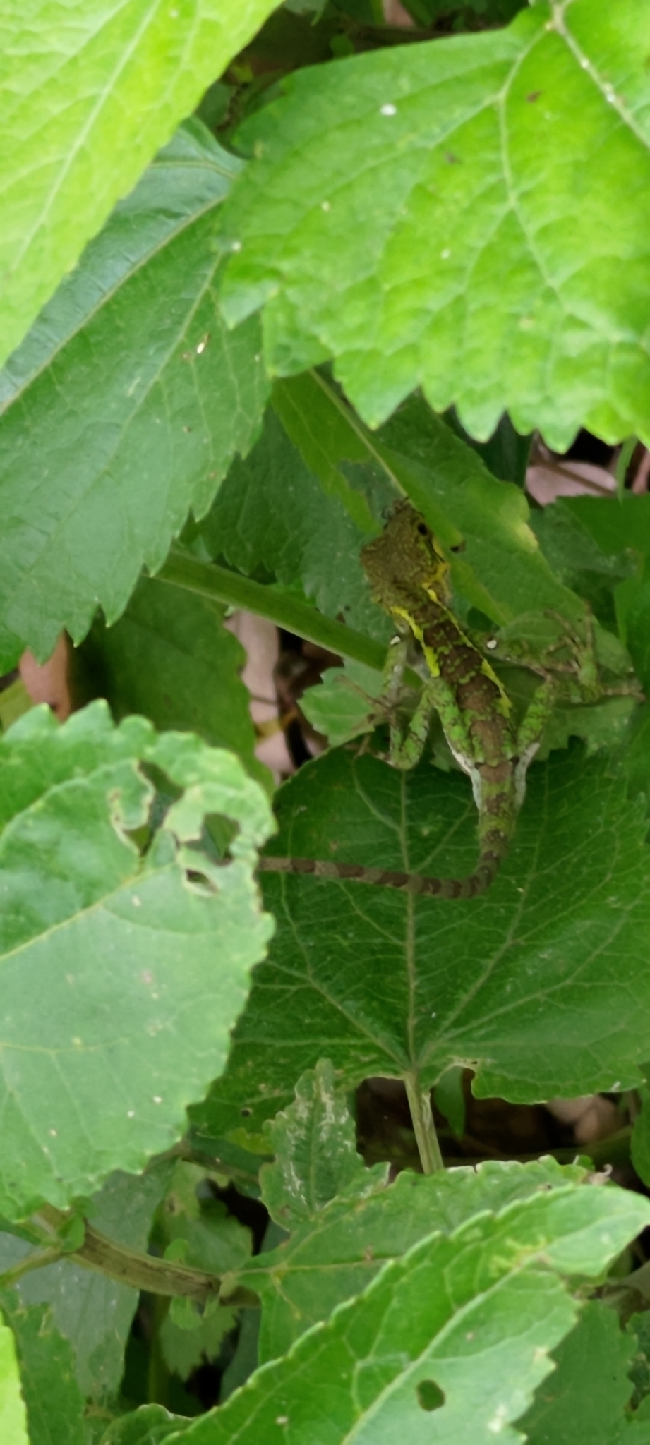 Diploderma brevipes (Gressitt, 1936)