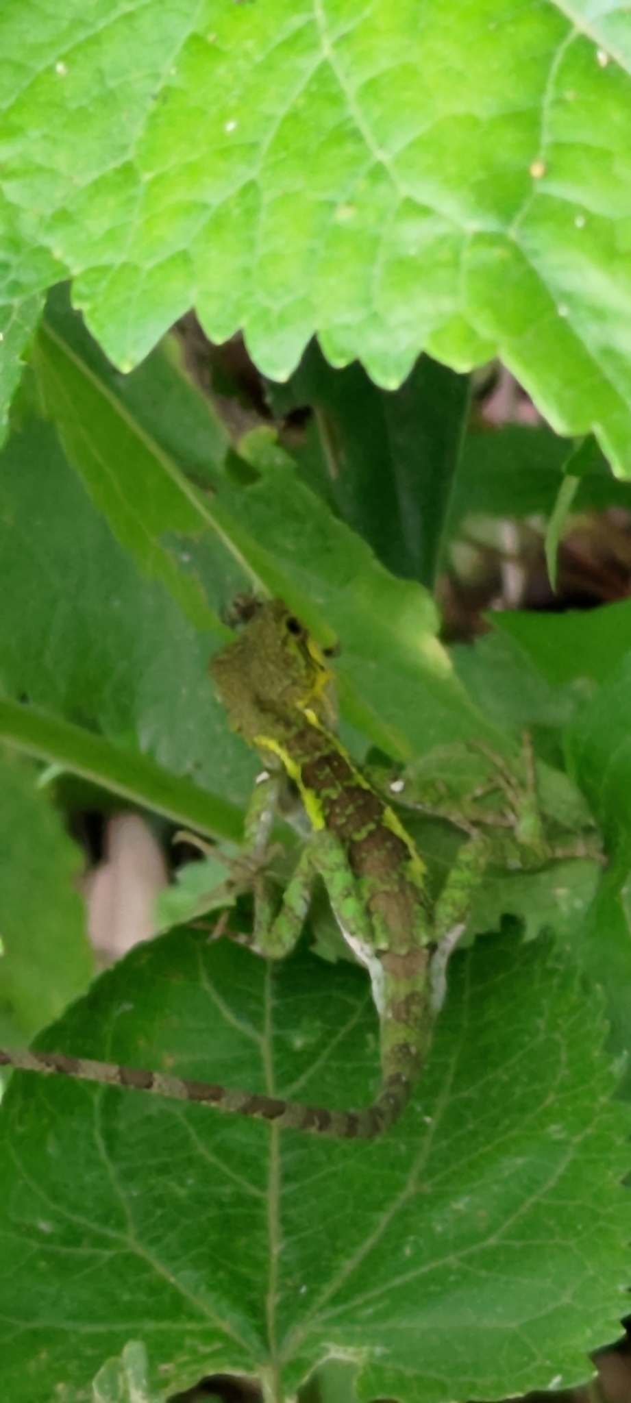 Diploderma brevipes (Gressitt, 1936)