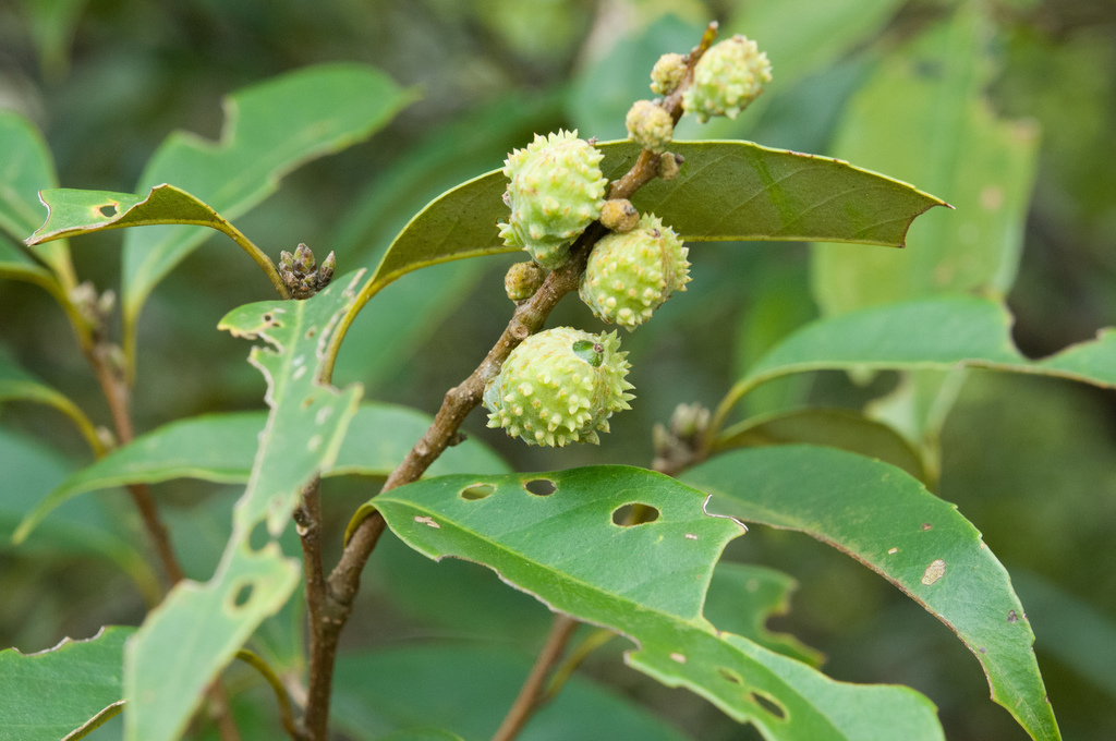 Castanopsis carlesii - plant details - WorldFloraDB