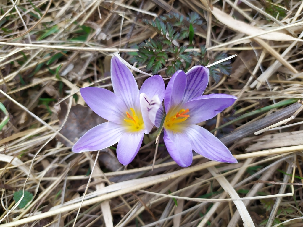 Crocus reticulatus from Ставропольский край, Россия, 357538 on April 8 ...
