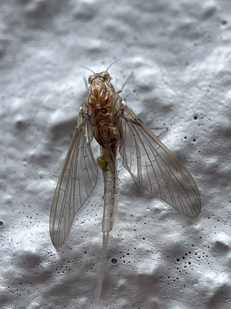 Mayflies from Boundary Tk E, Frankston South, VIC, AU on April 11, 2022 ...