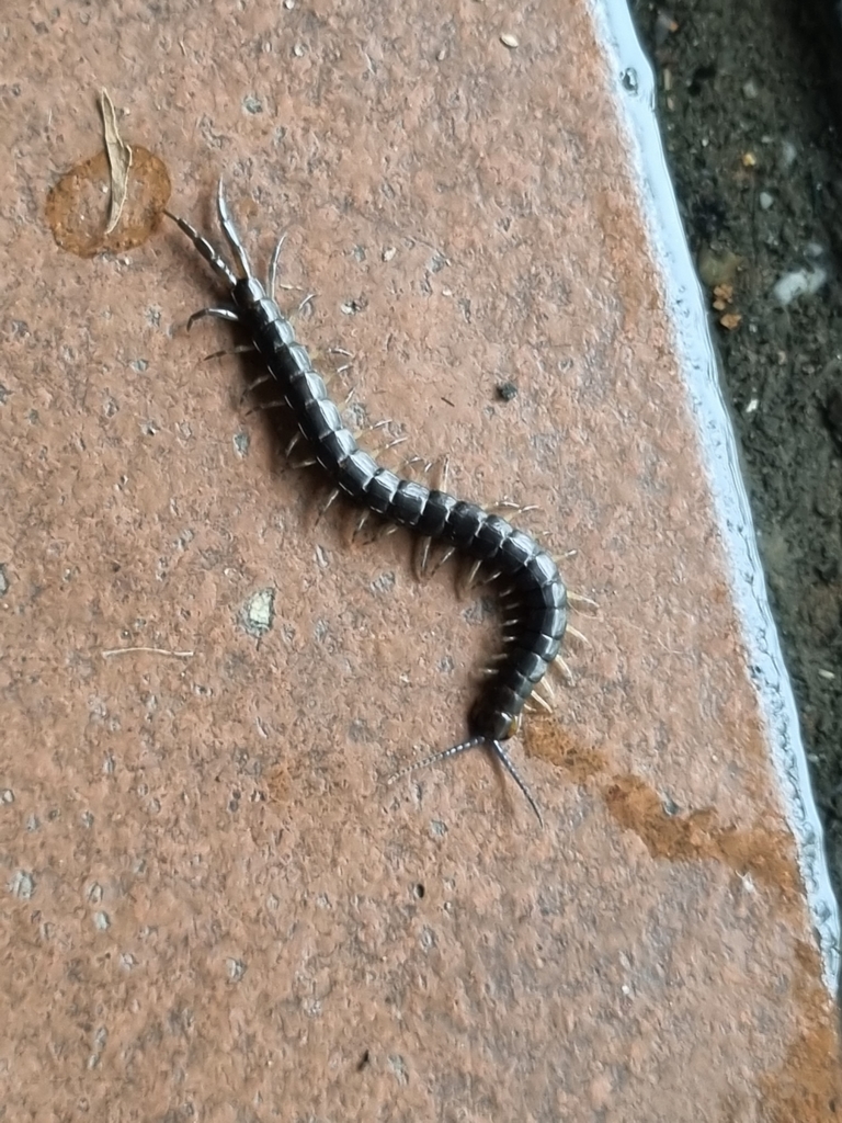 Scolopendra calcarata from Blk 350, Singapore on April 11, 2022 at 04: ...